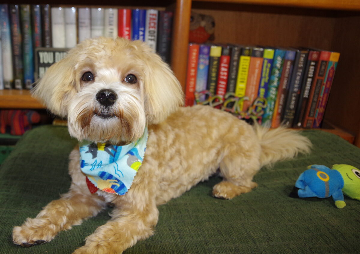 The Loopy Librarian – A book lovers blog